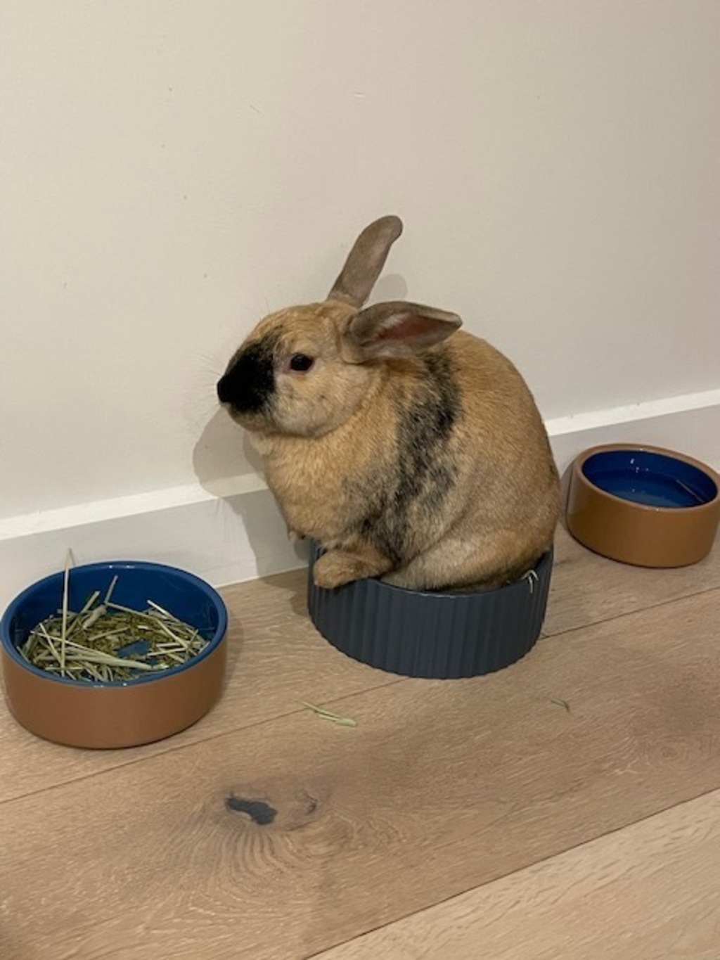 Cob Loaf - Female Harlequin Mix Rabbit in NSW - PetRescue