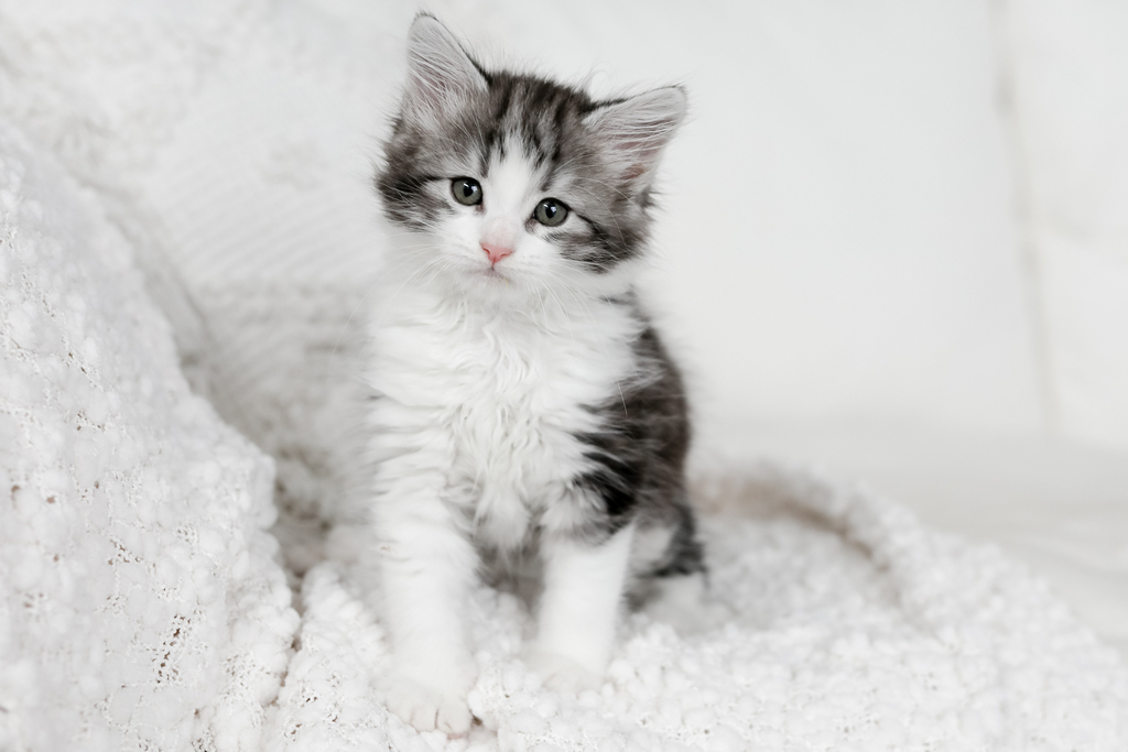 Pudding - Female Domestic Medium Hair Mix Cat in NSW - PetRescue