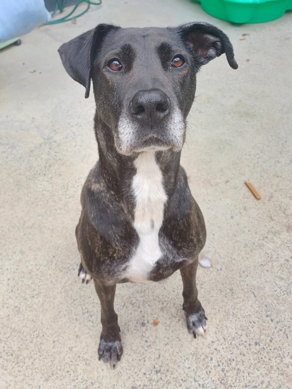 Yaz - Large Female Great Dane x Rhodesian Ridgeback Mix Dog in VIC ...