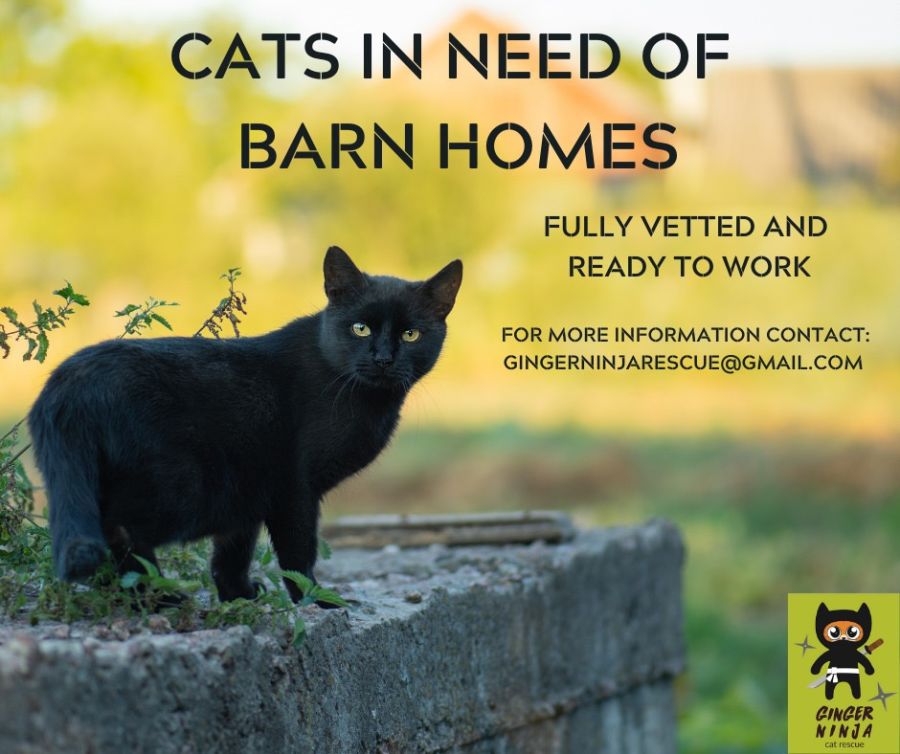 Ginger Ninja Animal Rescue - PetRescue