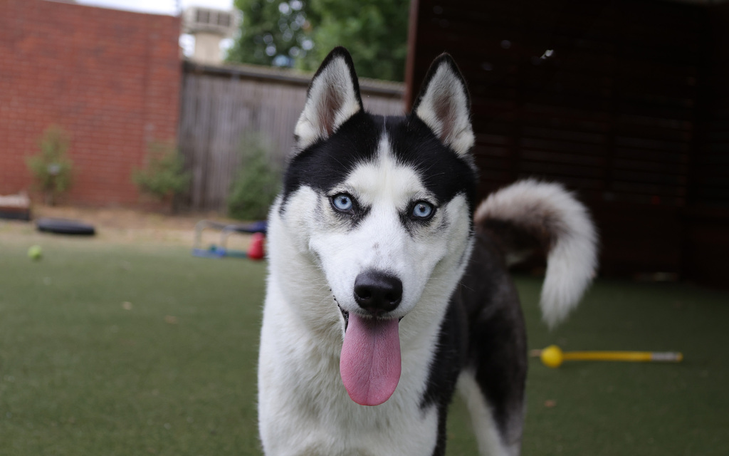 Aurora - Medium Female Siberian Husky Mix Dog in VIC - PetRescue