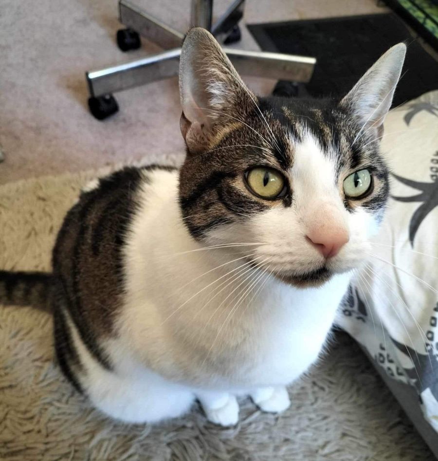 Ginger Ninja Animal Rescue - PetRescue