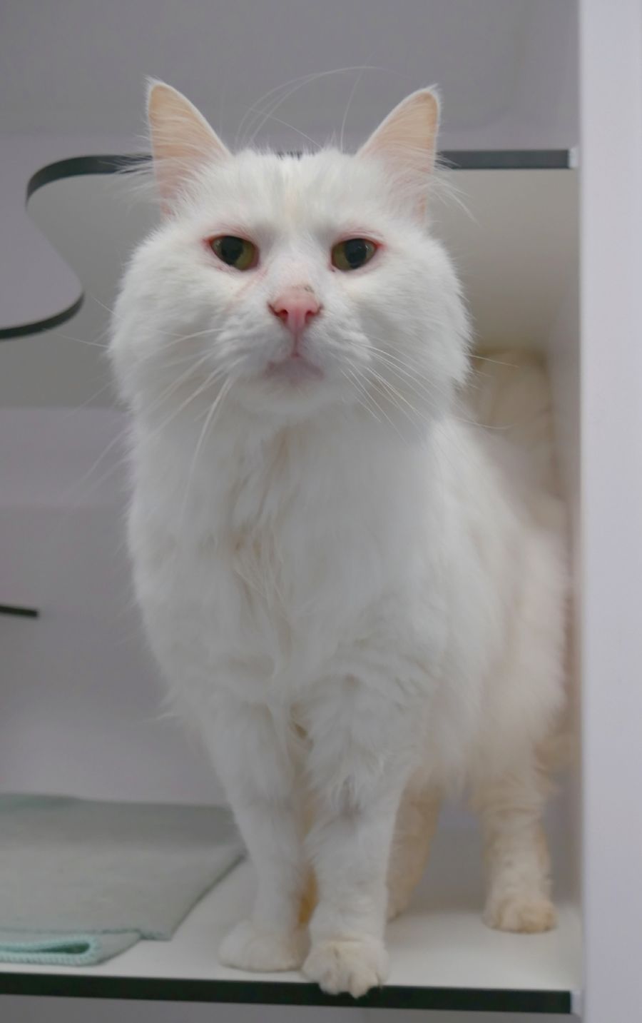 Boof SUA011783 - Male Domestic Medium Hair Cat in VIC - PetRescue