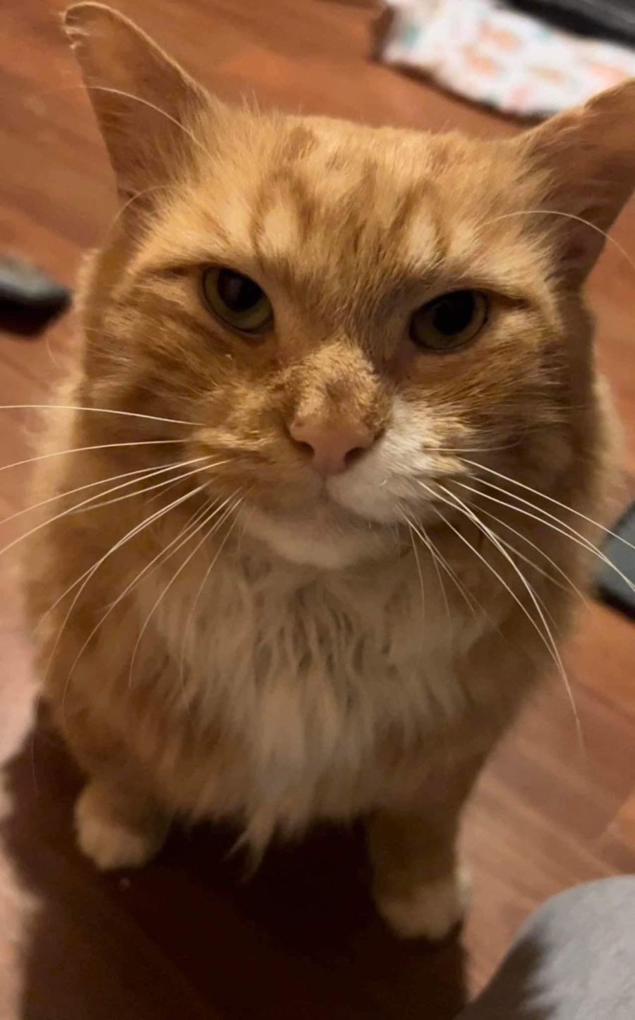 Ginger Ninja Animal Rescue - PetRescue