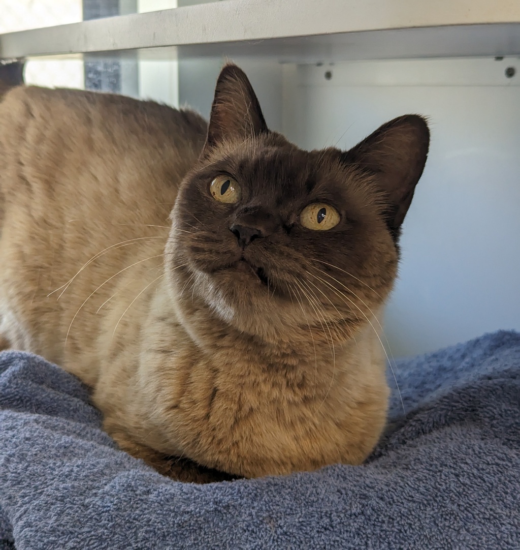 Agatha - Female Burmese Mix Cat in QLD - PetRescue