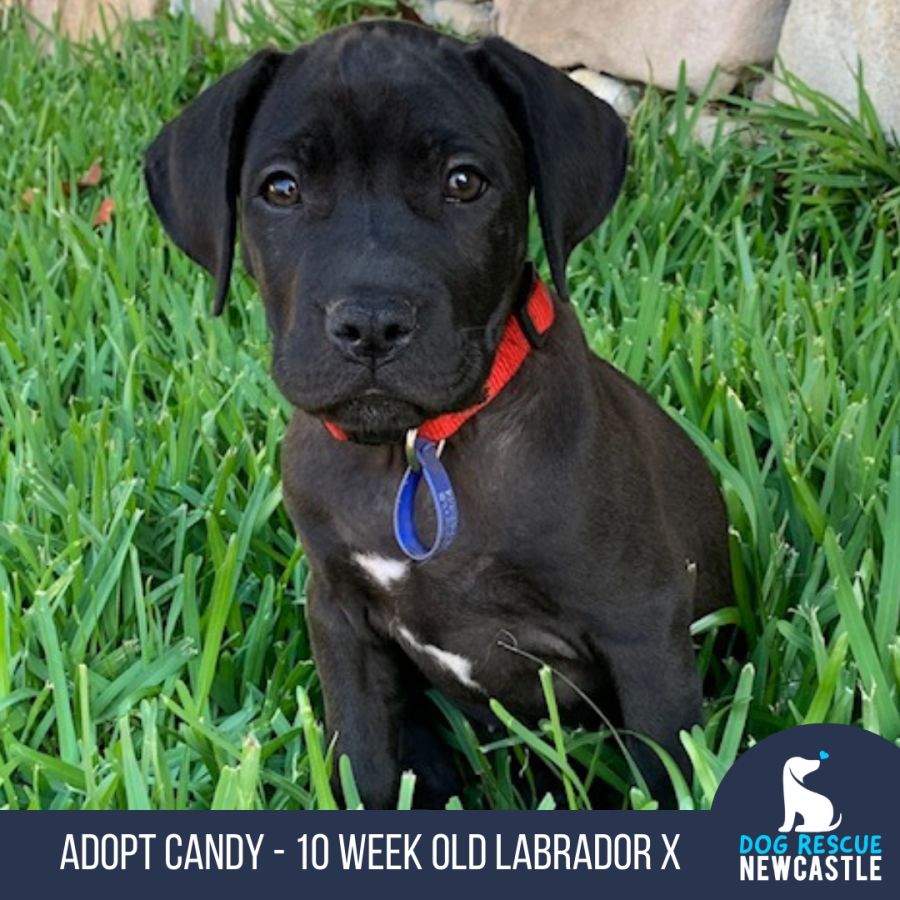 Candy - 10 Week Old Labrador X (Trial) - Medium Female Labrador Mix Dog ...