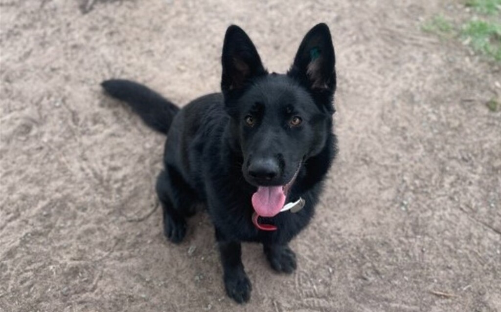 Venus - Large Female German Shepherd Mix Dog in VIC - PetRescue