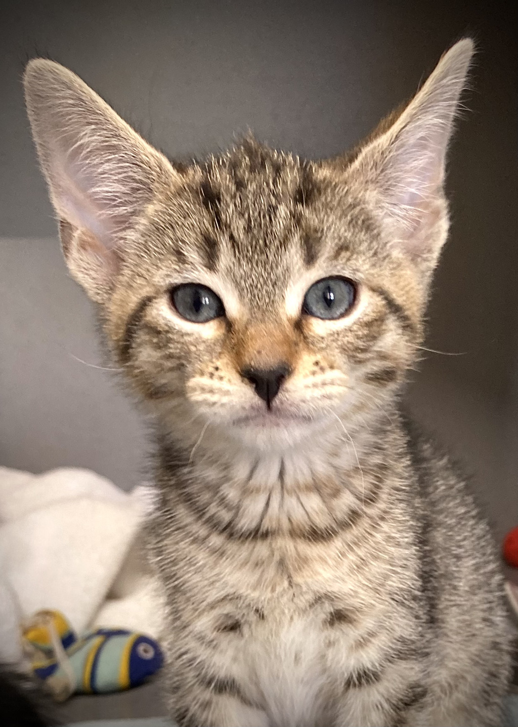 Barney - Male Domestic Short Hair Mix Cat in QLD - PetRescue