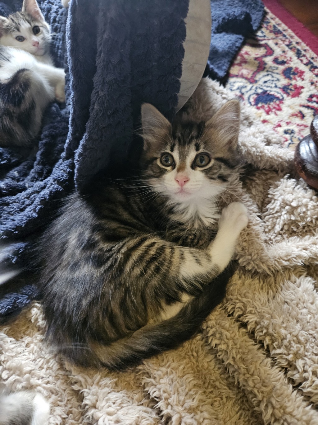 Kokiri - Female Dlh Mix Cat in VIC - PetRescue