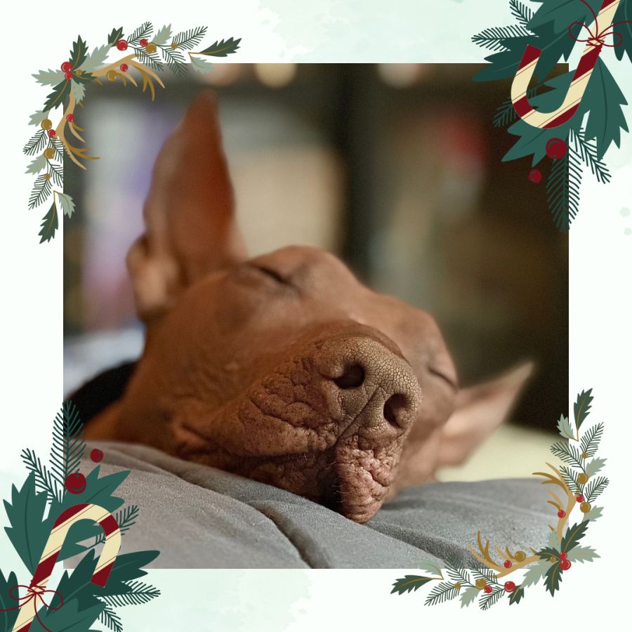 Ciro - Large Male Peruvian Hairless Dog Dog in NSW - PetRescue