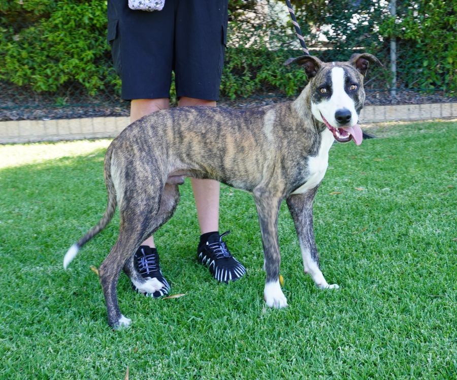 Leland - Medium Male Cross breed Dog in WA - PetRescue