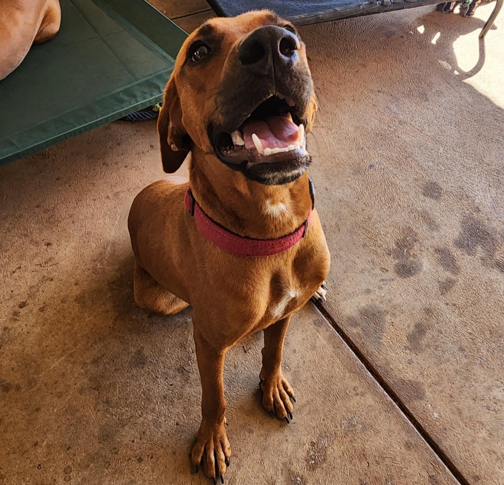 Asteroid - Medium Female Mixed Breed Mix Dog in WA - PetRescue