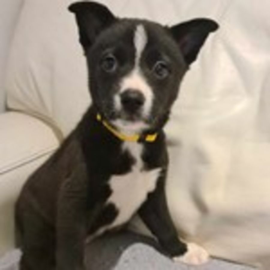Pingu - Penguin Litter - Medium Male Border Collie Mix Dog in QLD ...