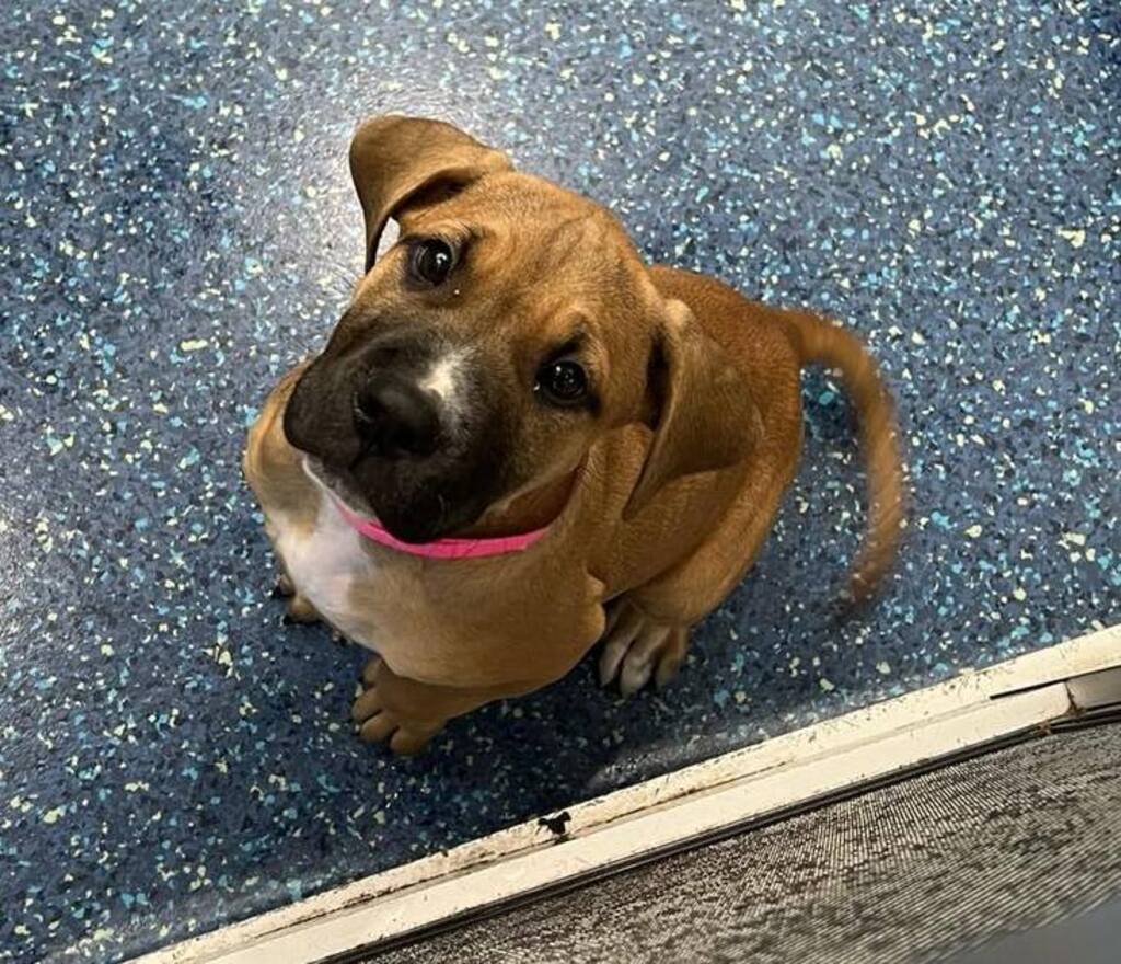 Shelby - Medium Female Bullmastiff x Australian Bandog Mix Dog in QLD ...