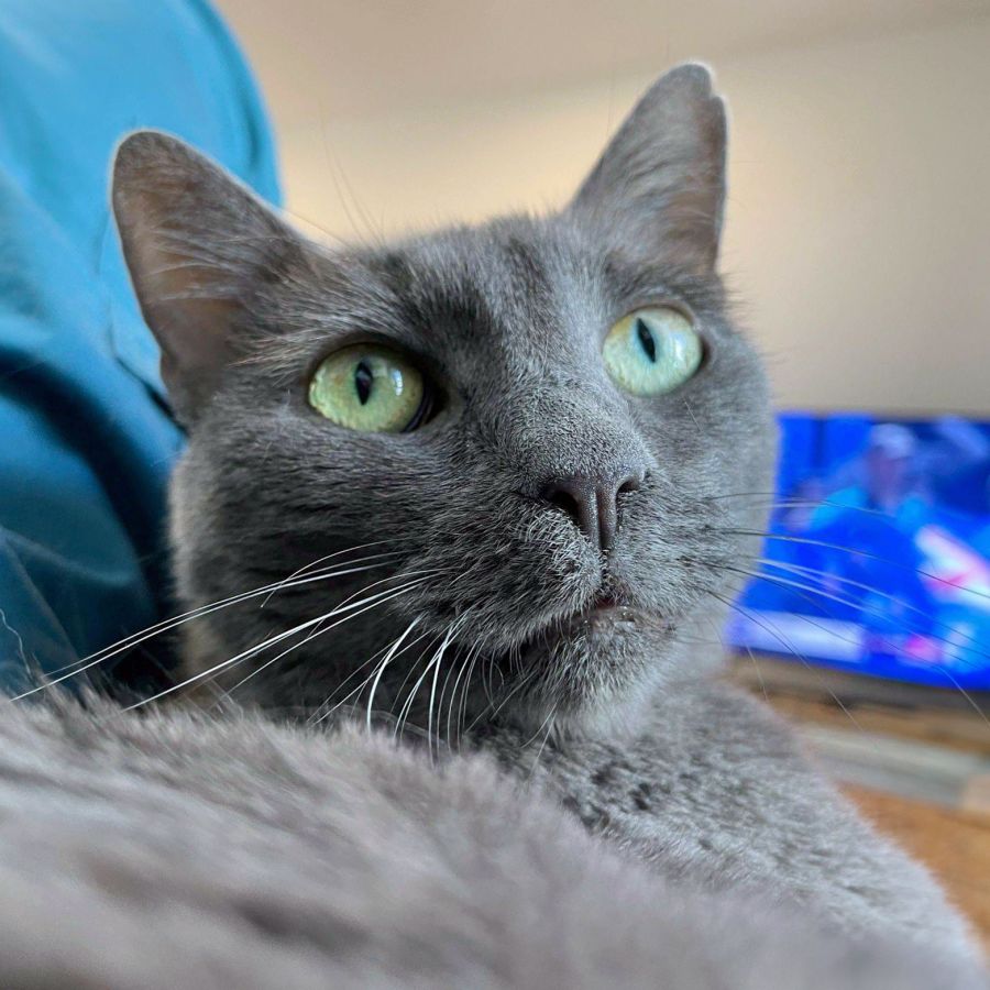 Candy - Female Russian Blue Cat in VIC - PetRescue