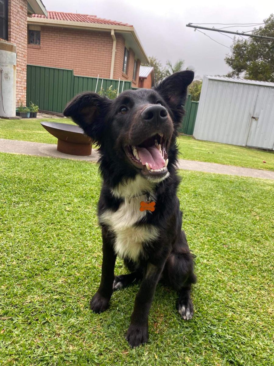 Turbo - Medium Male Border Collie x Koolie Dog in NSW - PetRescue