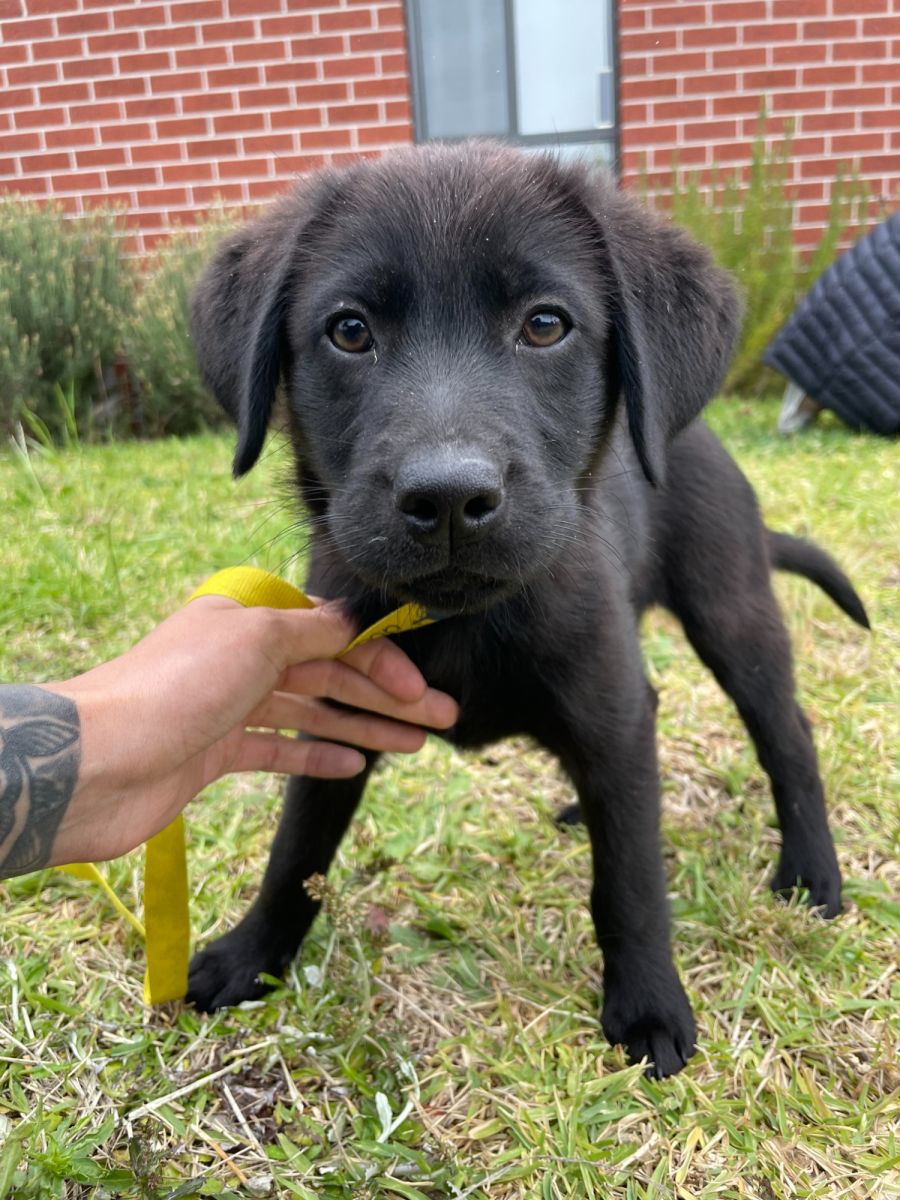 Caiman - Large Female Labrador Dog in VIC - PetRescue