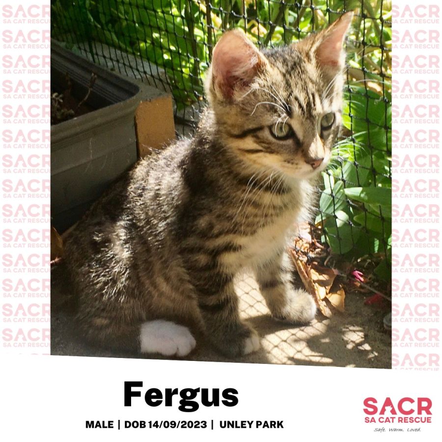 Fergus - Male Domestic Short Hair Cat in SA - PetRescue