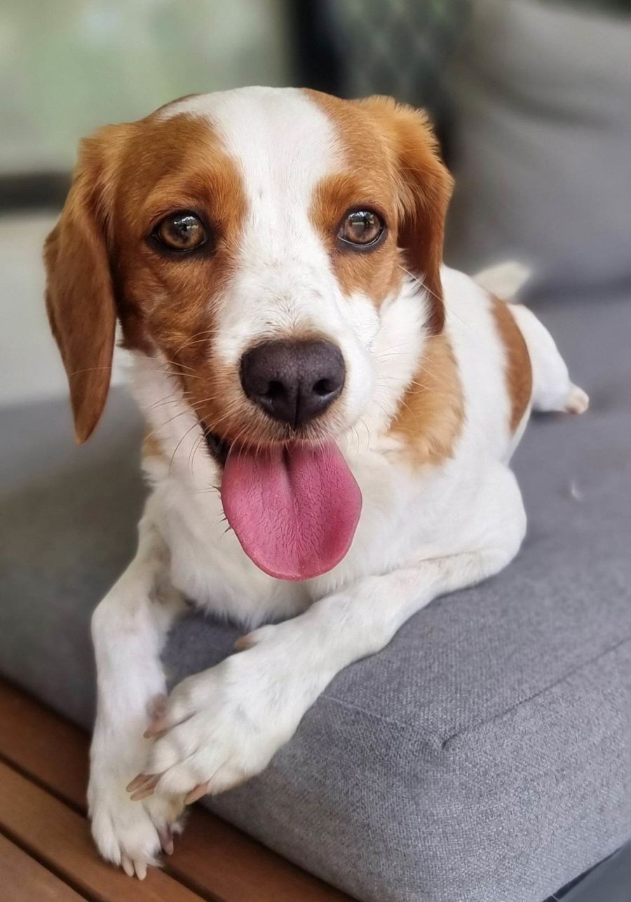 Coco - Small Female Cavalier King Charles Spaniel Dog in QLD - PetRescue