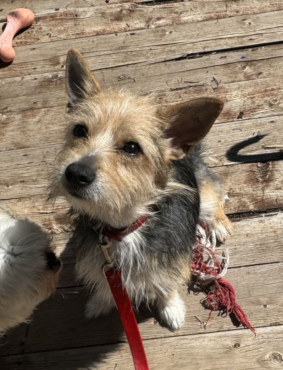 Twiglet - Small Female Jack Russell Terrier Mix Dog in NSW - PetRescue