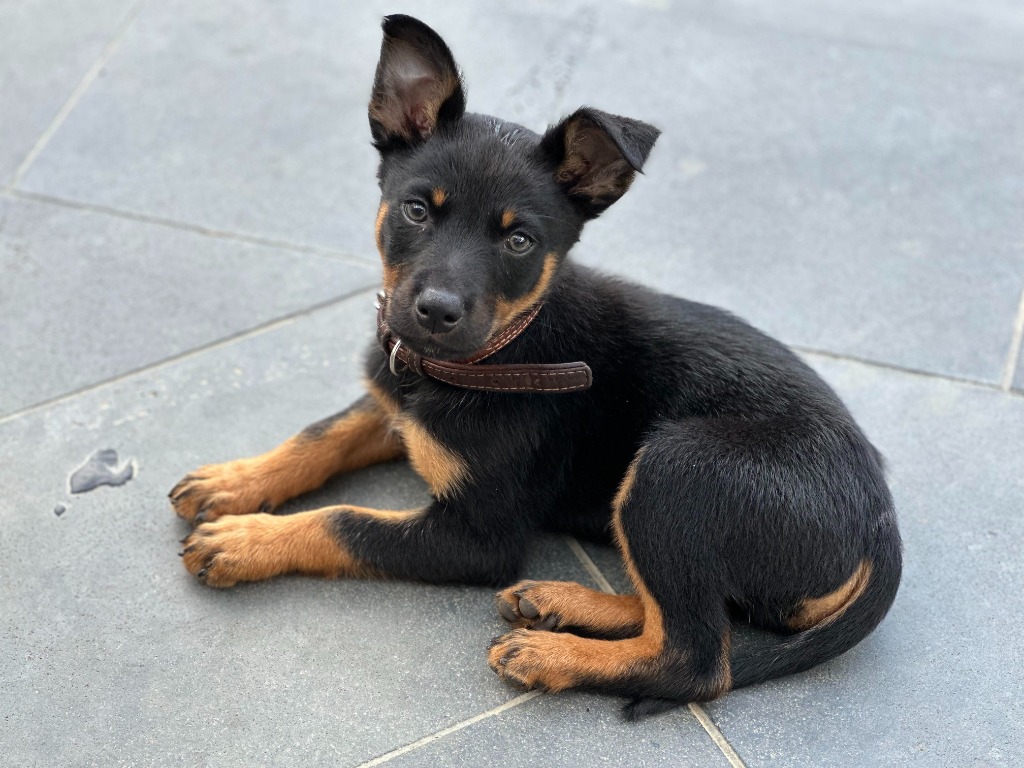 Clancy - Medium Male Kelpie Mix Dog in VIC - PetRescue
