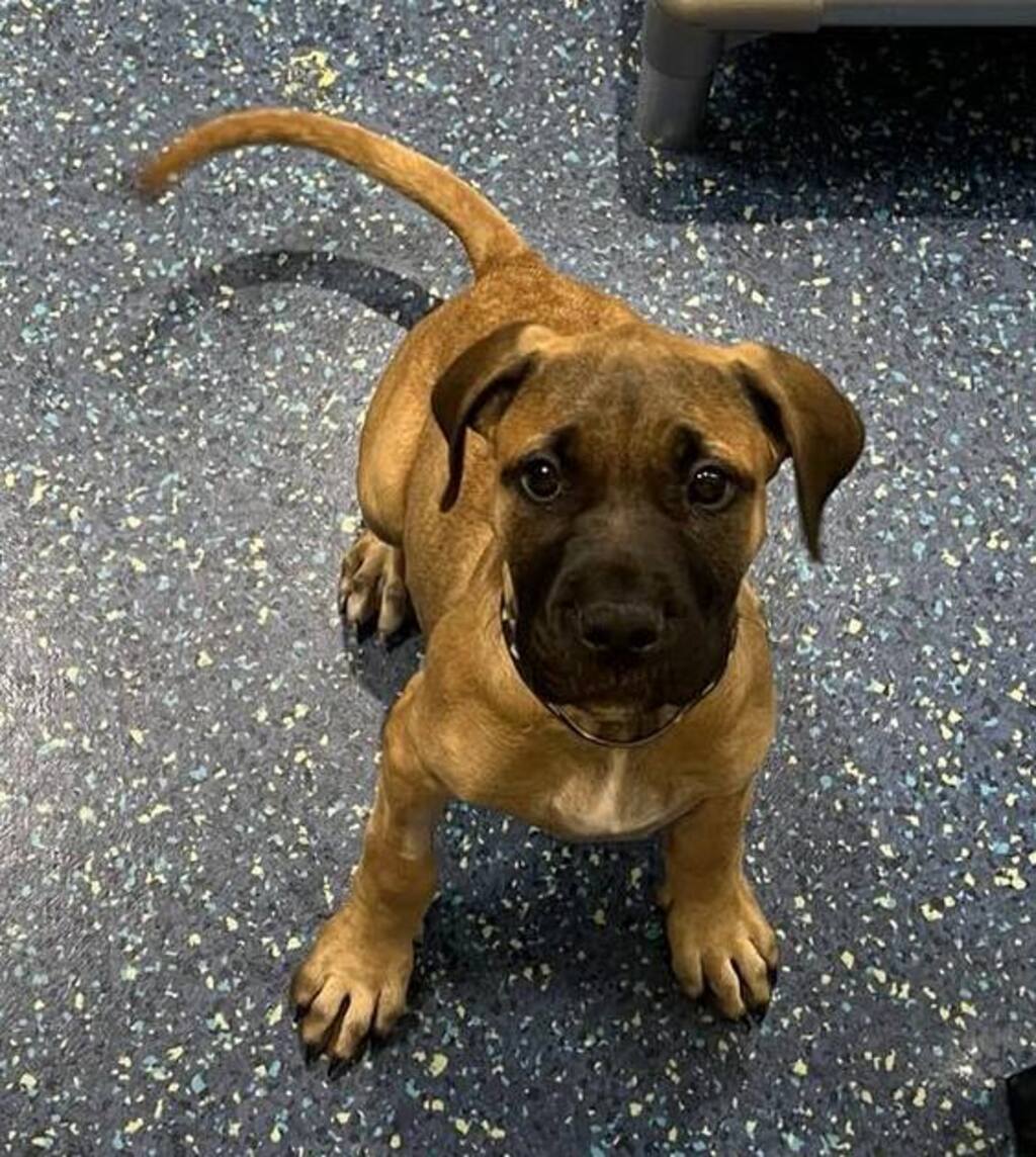 Roxy - Medium Female Bullmastiff x Australian Bandog Mix Dog in QLD ...