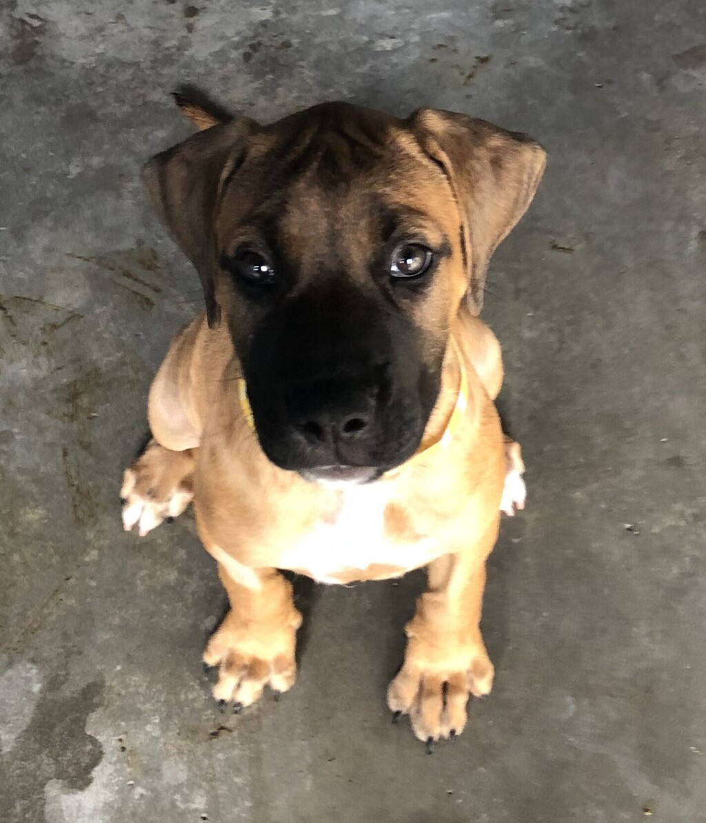 Bubbles - Medium Female Bullmastiff x Australian Bandog Mix Dog in QLD ...