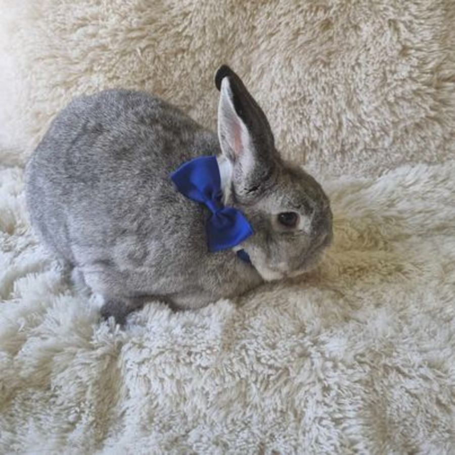 Flynn - Male Flemish Giant Mix Rabbit in VIC - PetRescue