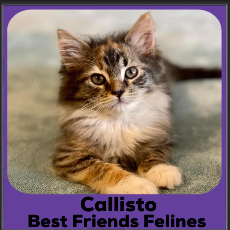 Callisto - Female Domestic Medium Hair Cat in QLD - PetRescue