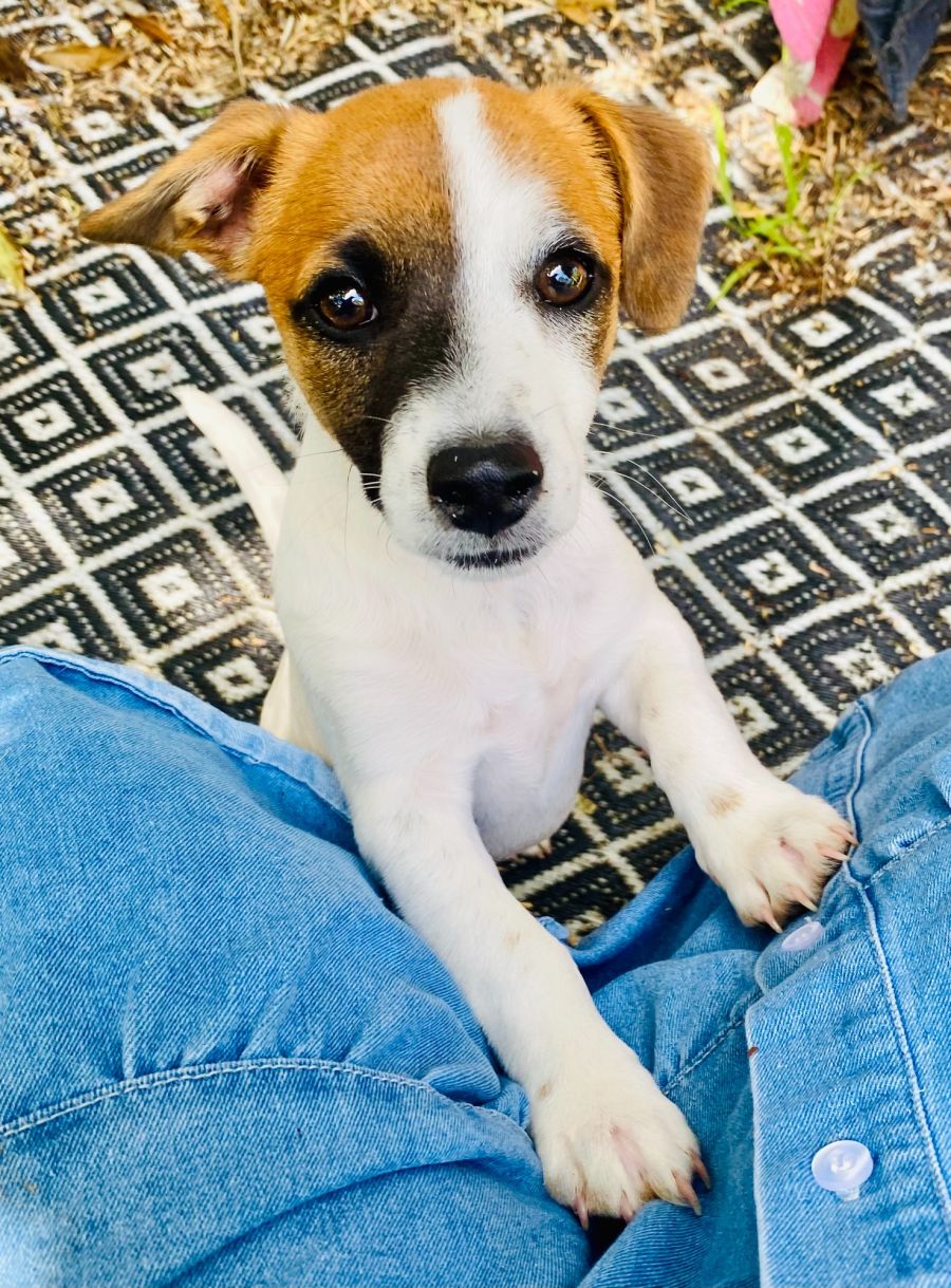 Jackson - Small Male Jack Russell Terrier Dog in VIC - PetRescue