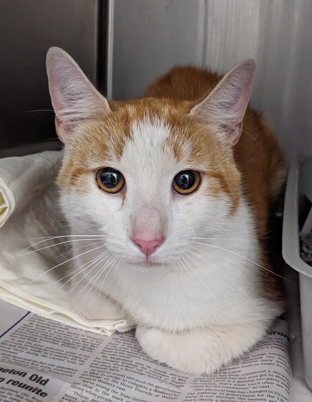 Possum Paul (frank) - Male Domestic Short Hair Mix Cat in VIC - PetRescue