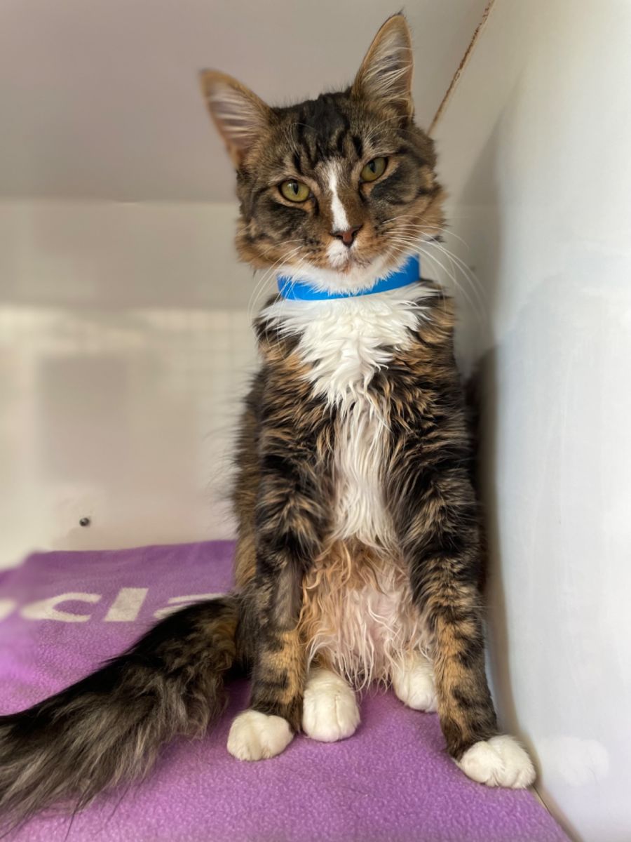 Snickers - Male Domestic Medium Hair Cat in NSW - PetRescue