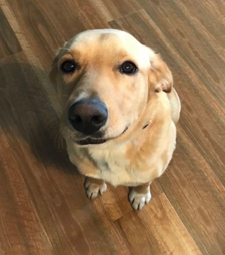 Mack - Large Male Labrador x Kelpie Dog in VIC - PetRescue