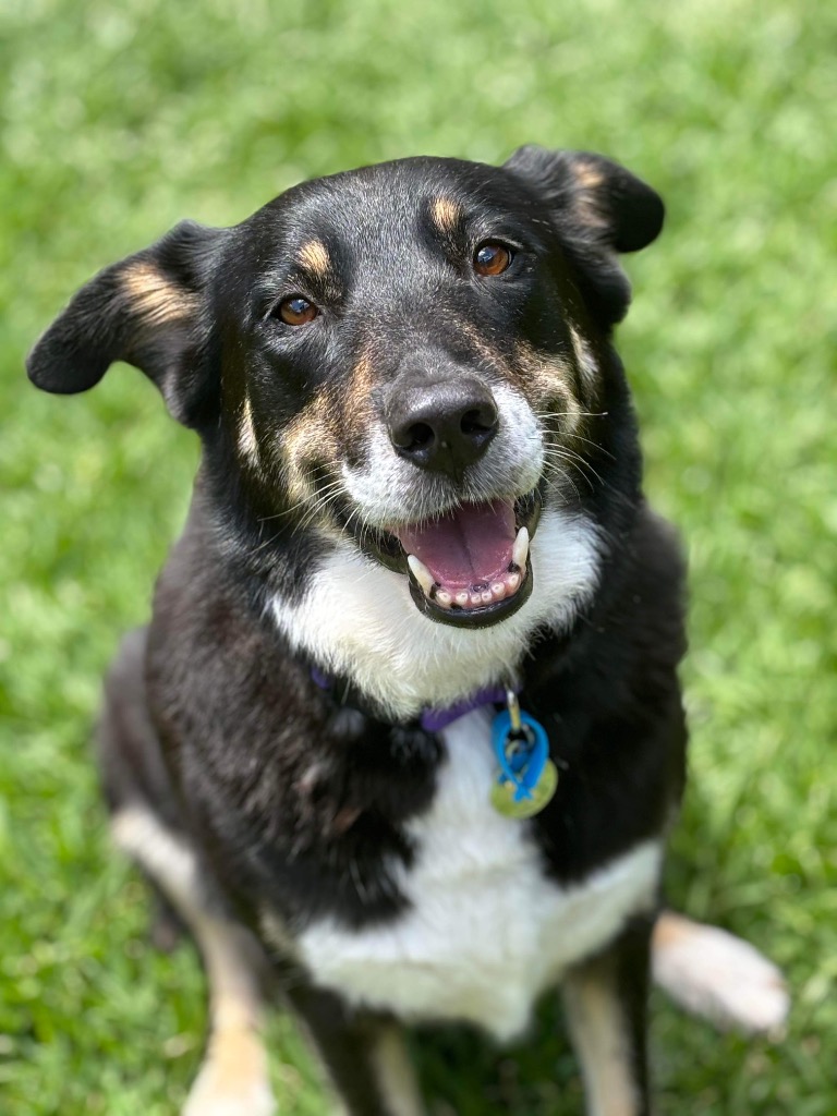 Dixie - Large Female Border Collie x Mixed Breed Mix Dog in QLD - PetRescue