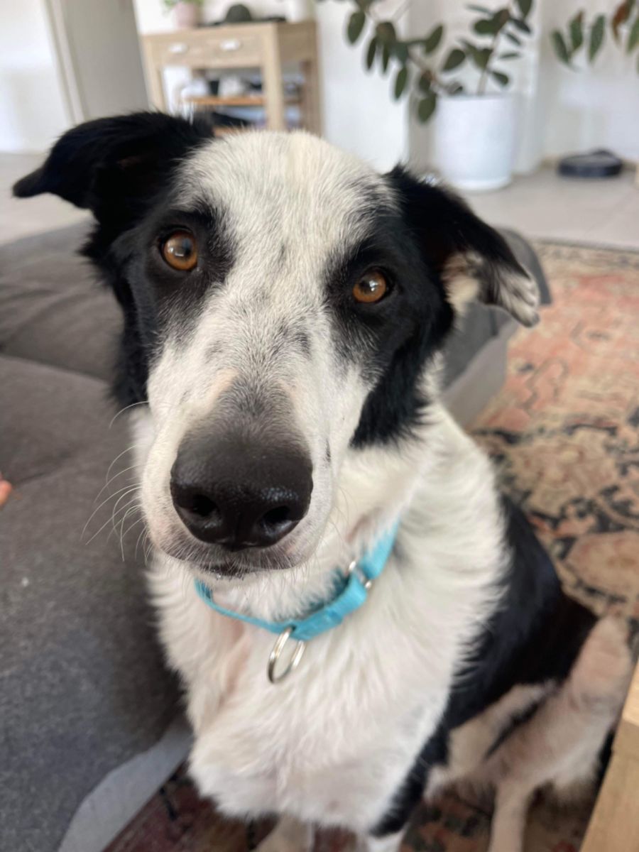 Tilly (Matilda) - Medium Female Border Collie Mix Dog in NSW - PetRescue
