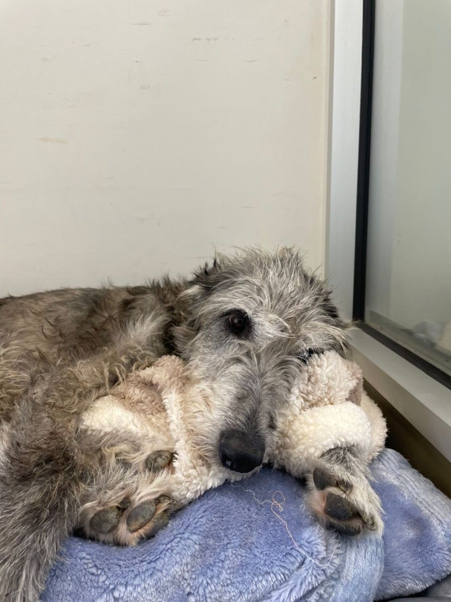 Wini - Large Female Staghound Dog in VIC - PetRescue