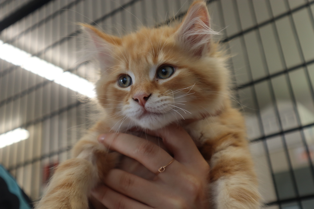 Biscoff - Male Domestic Short Hair Mix Cat in VIC - PetRescue