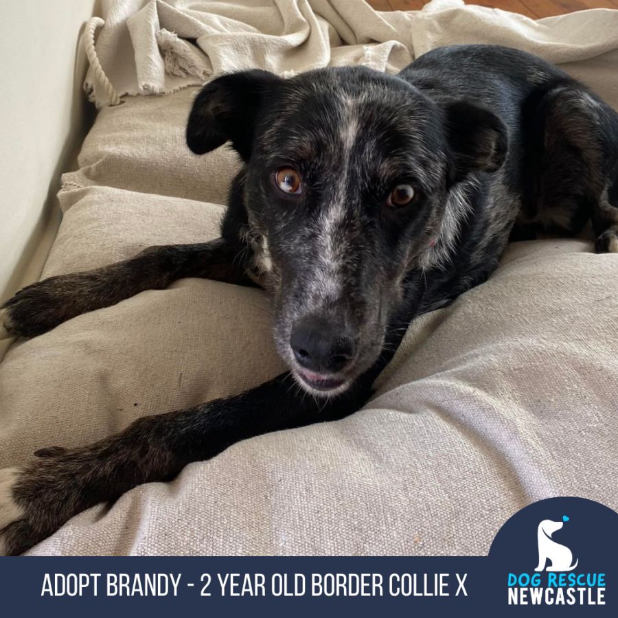 Brandy - 2 Year Old Border Collie X (Trial) - Medium Female Border ...