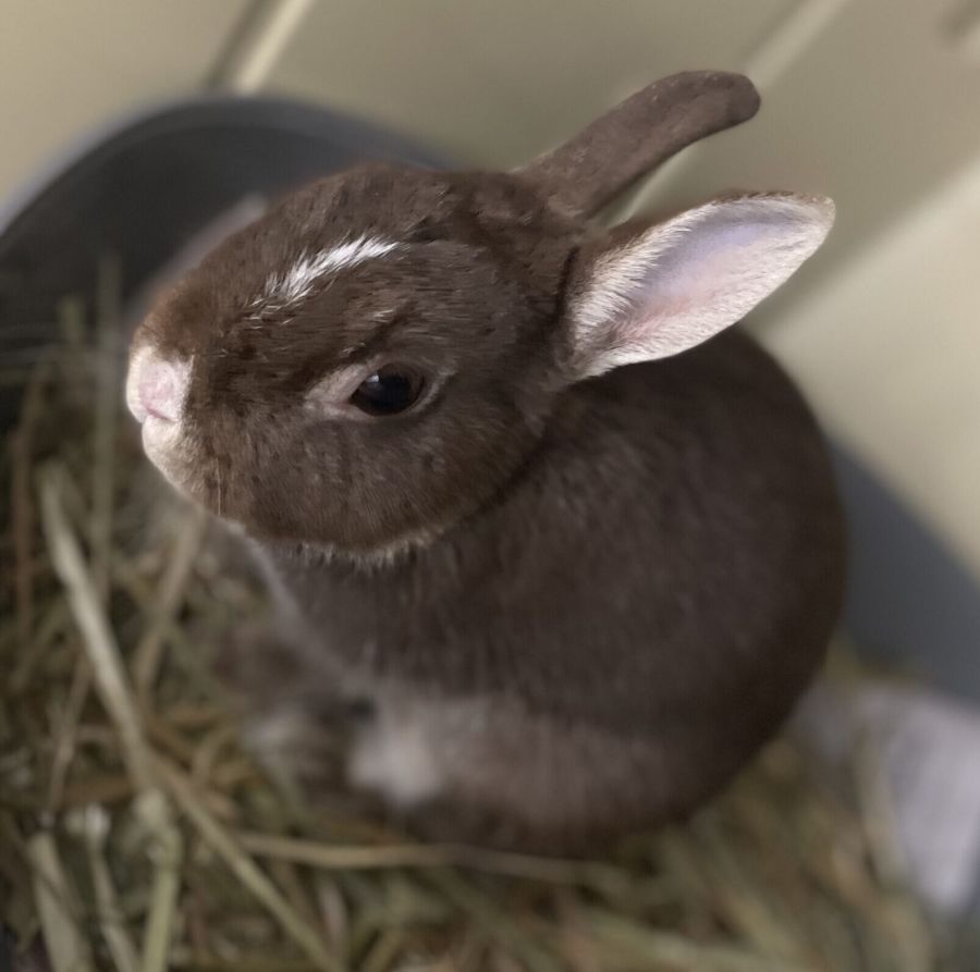 Tato - Female Rabbit in NSW - PetRescue