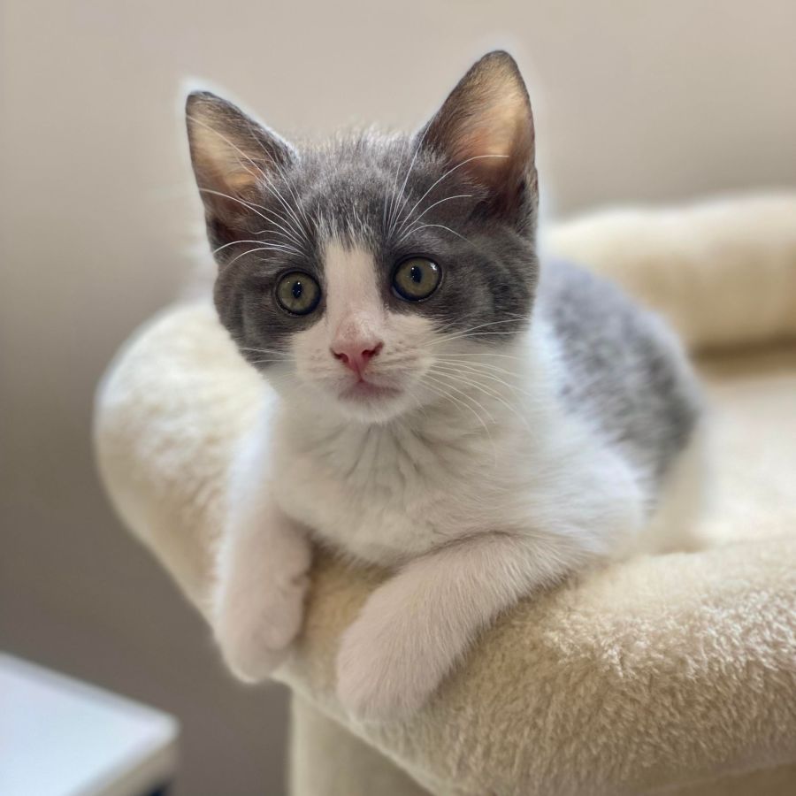 Susan - Female Manx Cat in VIC - PetRescue