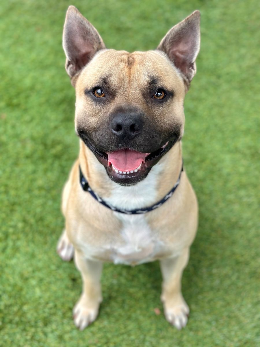 Sonny - Medium Male Staffy Mix Dog in NSW - PetRescue