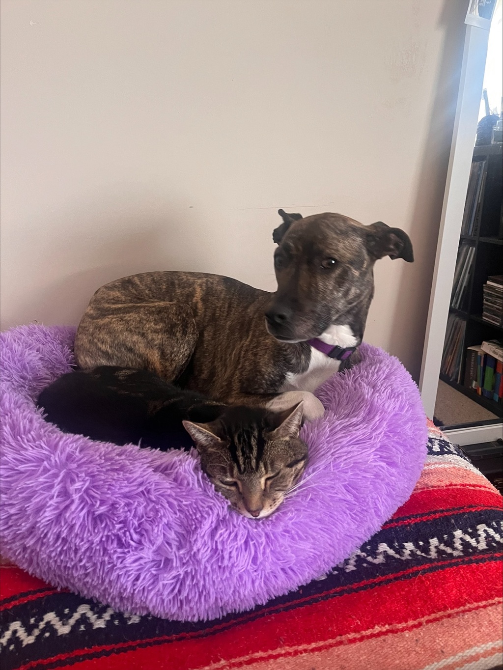 Violet - Medium Female Staffy x Whippet Mix Dog in VIC - PetRescue