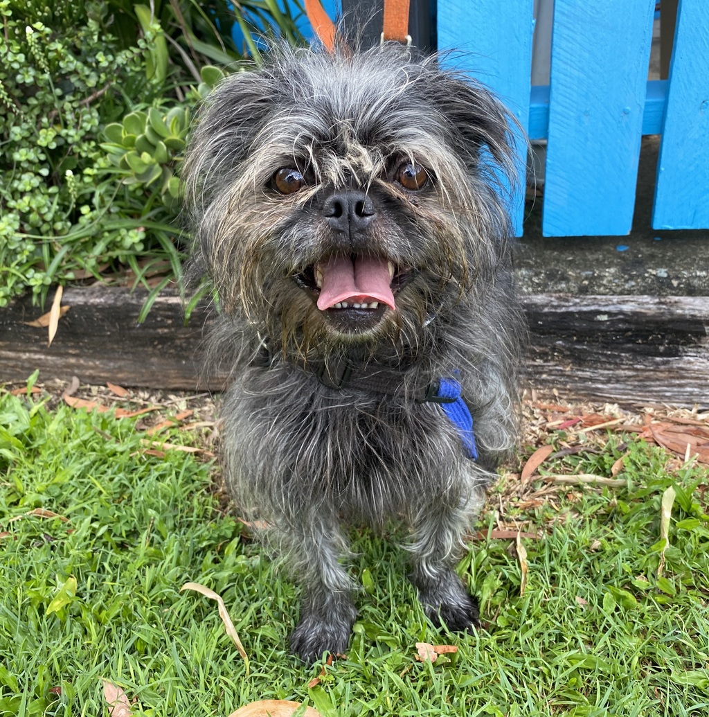 Ollie - Small Male Cairn Terrier x Pug Mix Dog in QLD - PetRescue