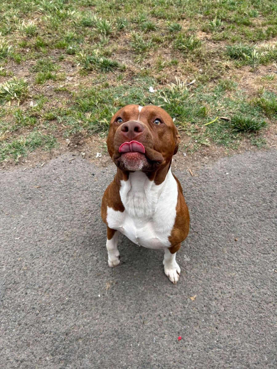 Banjo - Medium Male Staffy Mix Dog in VIC - PetRescue
