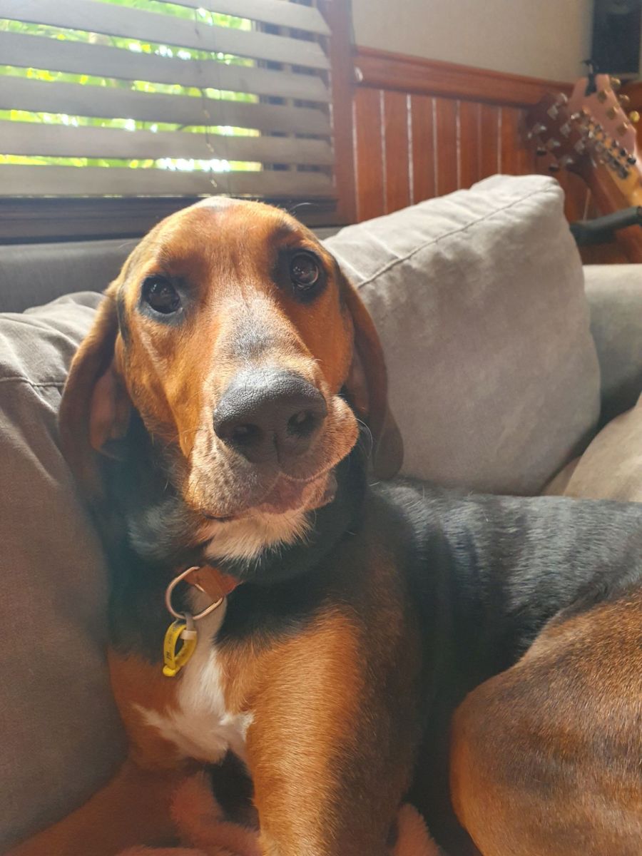 Bruno - Large Male Bloodhound Mix Dog in VIC - PetRescue