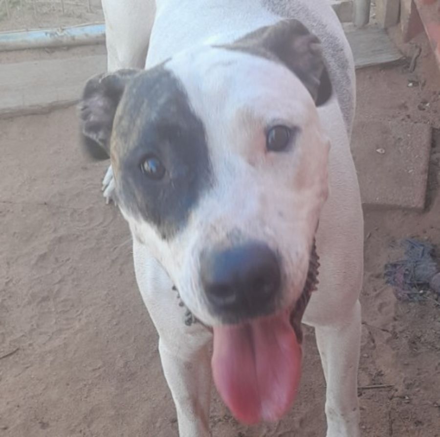 Stacey - Large Female Bull Arab x Cross breed Dog in NSW - PetRescue