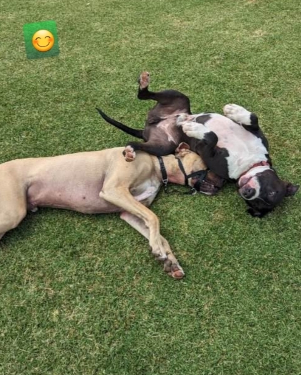 Sebby - Large Male Mastiff Mix Dog in VIC - PetRescue