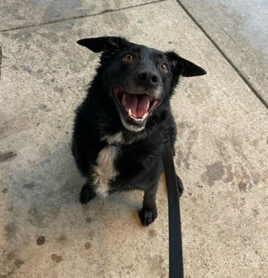 Meeka - Medium Female Kelpie Mix Dog in NSW - PetRescue