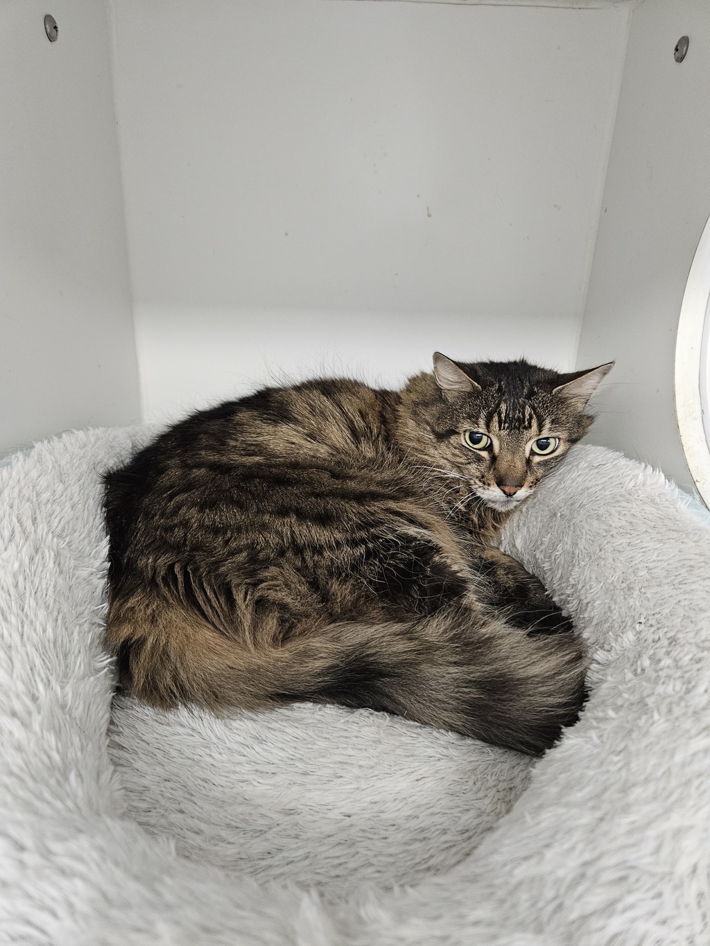 Luna - Female Domestic Medium Hair Mix Cat in VIC - PetRescue