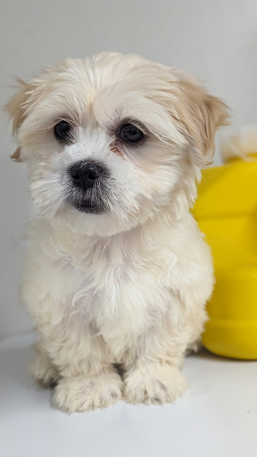Mimi - Small Female Shih Tzu x Maltese Terrier Mix Dog in QLD - PetRescue